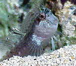 Reef Safe Fish for sale direct from the Diver