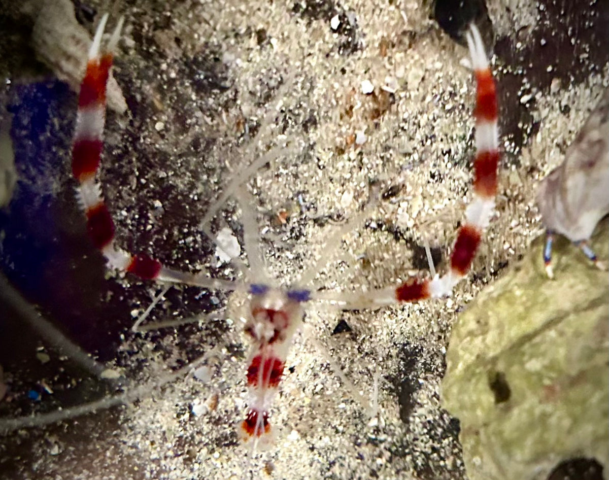 Shrimp, Banded Coral - Stenopus scutellatus