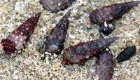 Cerith Snail - Cerithium atratum
