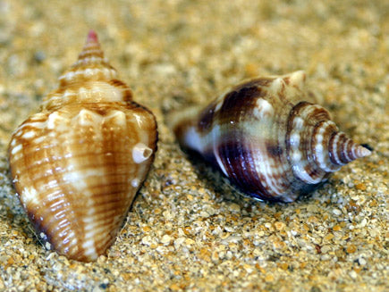 Fighting Conch, Small-Medium- Strombus alatus