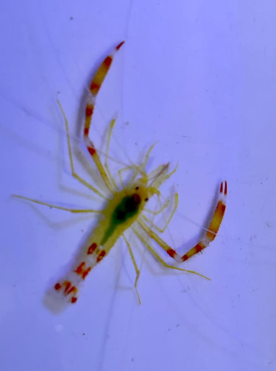 Shrimp, Golden Banded Coral - Stenopus scutellatus