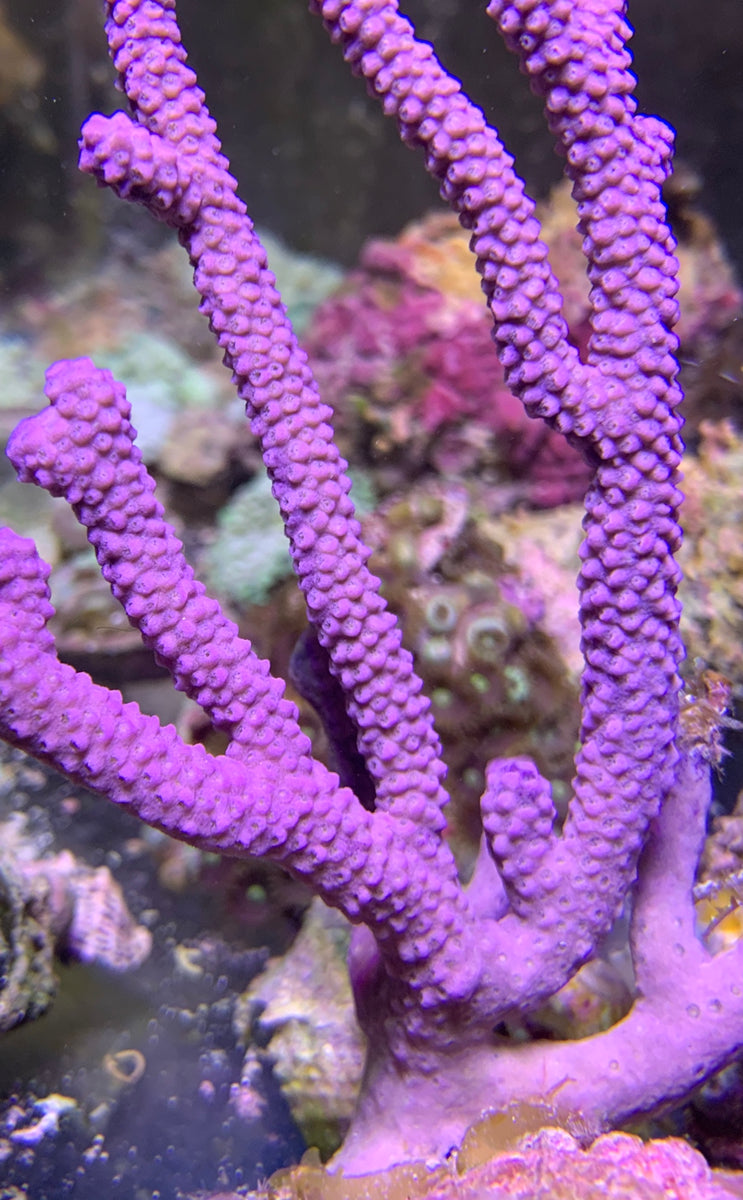 Purple Candelabra Gorgonian (frag) - Muriceopsis sp (4 inches)
