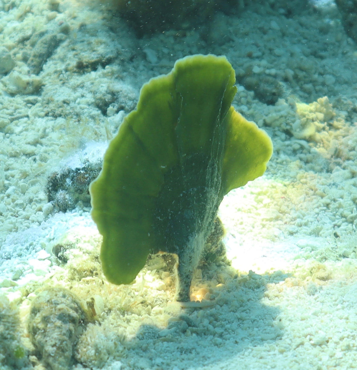 Mermaids Fan Plant - Udotea spp.. (3 Lot)