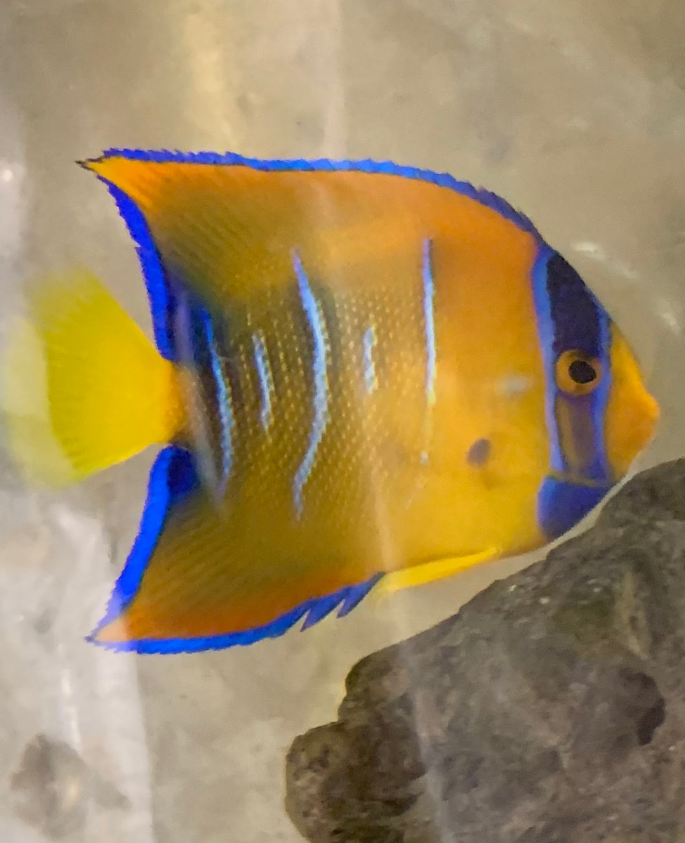 Angel Fish, Small Queen -Holacanthus ciliaris